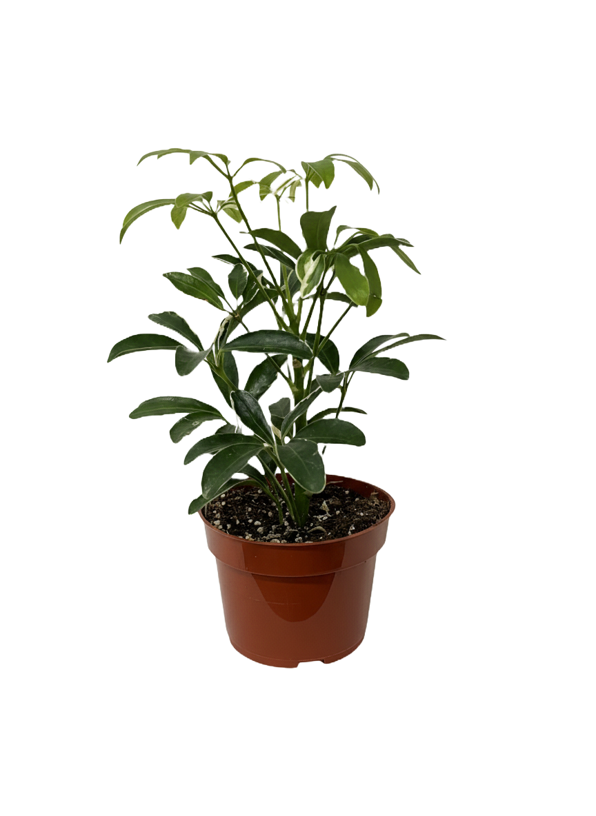 Schefflera Arboricola Moondrop – Raiz